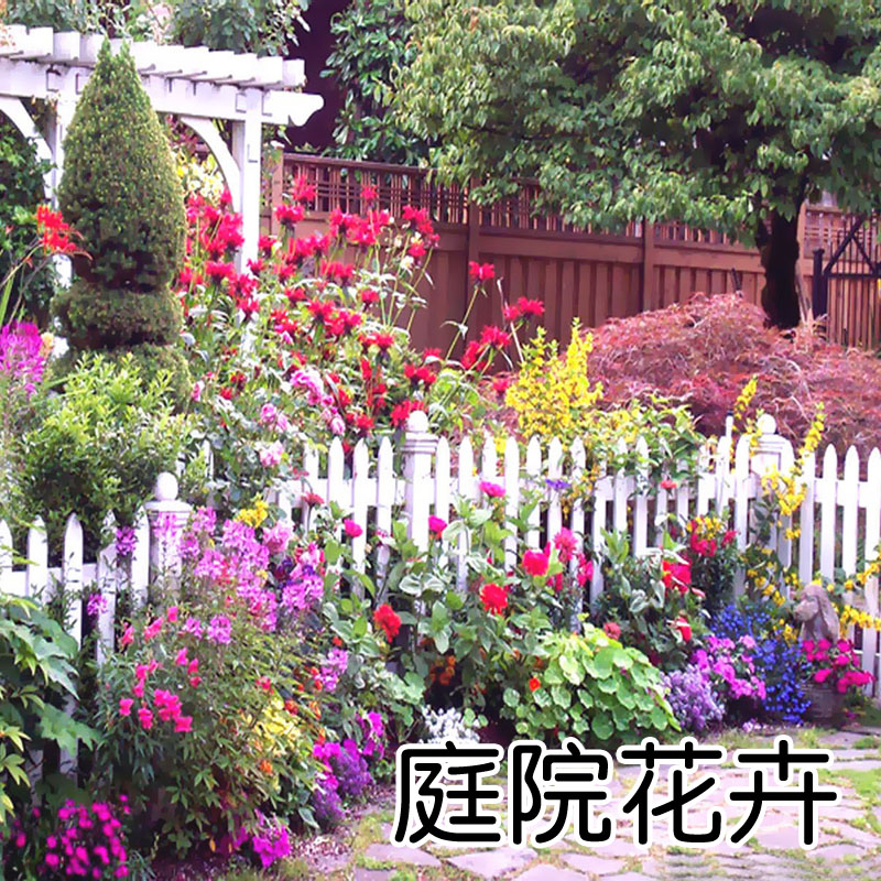 室外庭院 花种子 易种植 花卉种子 园艺盆栽绿植家克装 花籽包邮