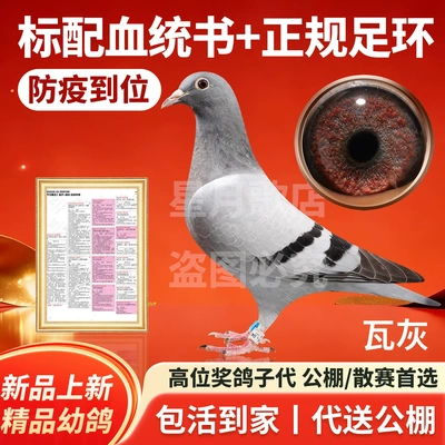 鸽子活体一对带血统书信鸽赛鸽成绩鸽活物幼鸽原配精品种鸽血统