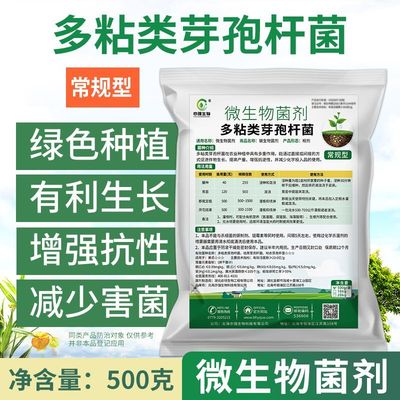 多粘类芽孢杆菌蔬菜角斑青枯软腐