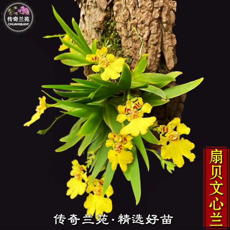 扇贝文心兰 稀有迷你矮小型兰花 雨林缸造景微景观可爱型兰花