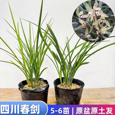 春剑5苗原盆原土发兰花春兰蕙兰