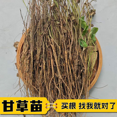 甘草苗中药材甘草根苗带芽发货易种活基地直发全种苗百部苗紫苑苗