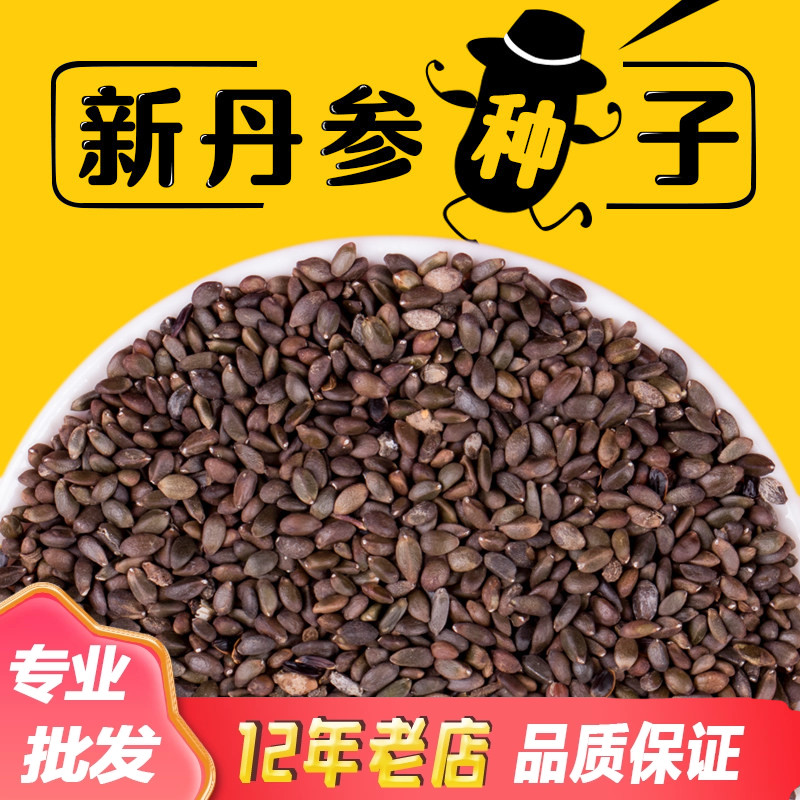 2026年新丹参种子散装药材红丹参种苗种籽党参苗苦参苗葛根苗