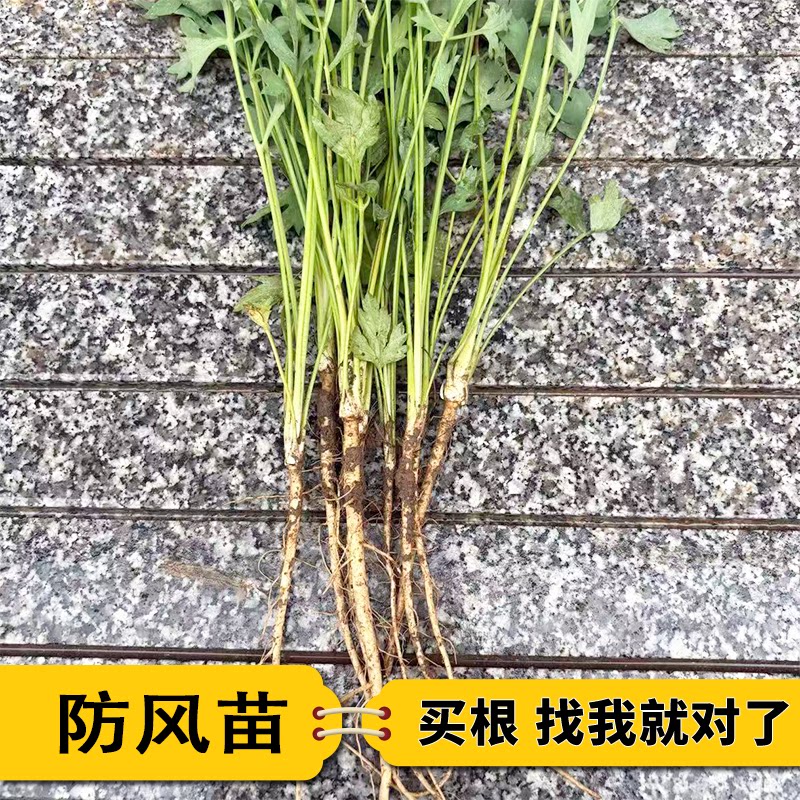 现挖防风中药材苗中药材防风种子南北方庭院户外种植新鲜防风种苗