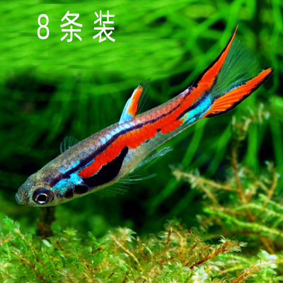 水族孔雀鱼活梦幻小精灵凤尾公鱼