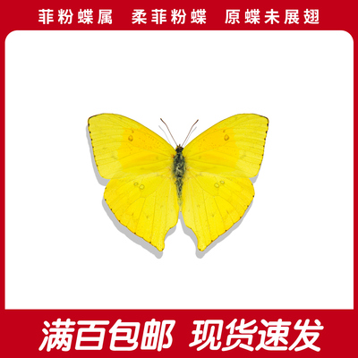 柔菲粉蝶/尖尾菲粉蝶A1/A-原蝶未展翅真蝴蝶标本Phoebis rurina