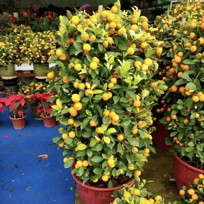 南京市盆栽花卉店金年桔玄武鼓楼栖霞溧水高淳京口丹徒阳扬中句容