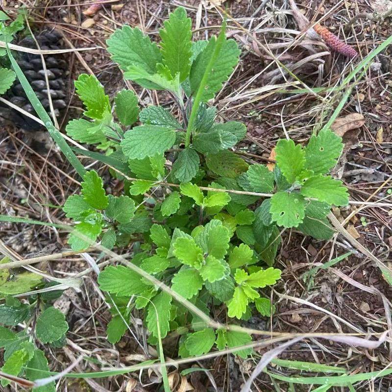 兰香草苗山野薄荷树苗宝塔花节节花蓝花草多年生芳香药材苗