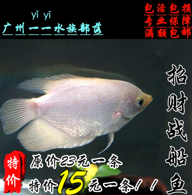 招财活体热带观赏鱼特价促销