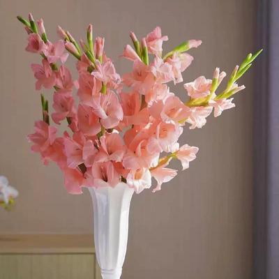粉色10支剑兰广州鲜花唐菖蒲基地鲜切花直发室内春节插花节节高