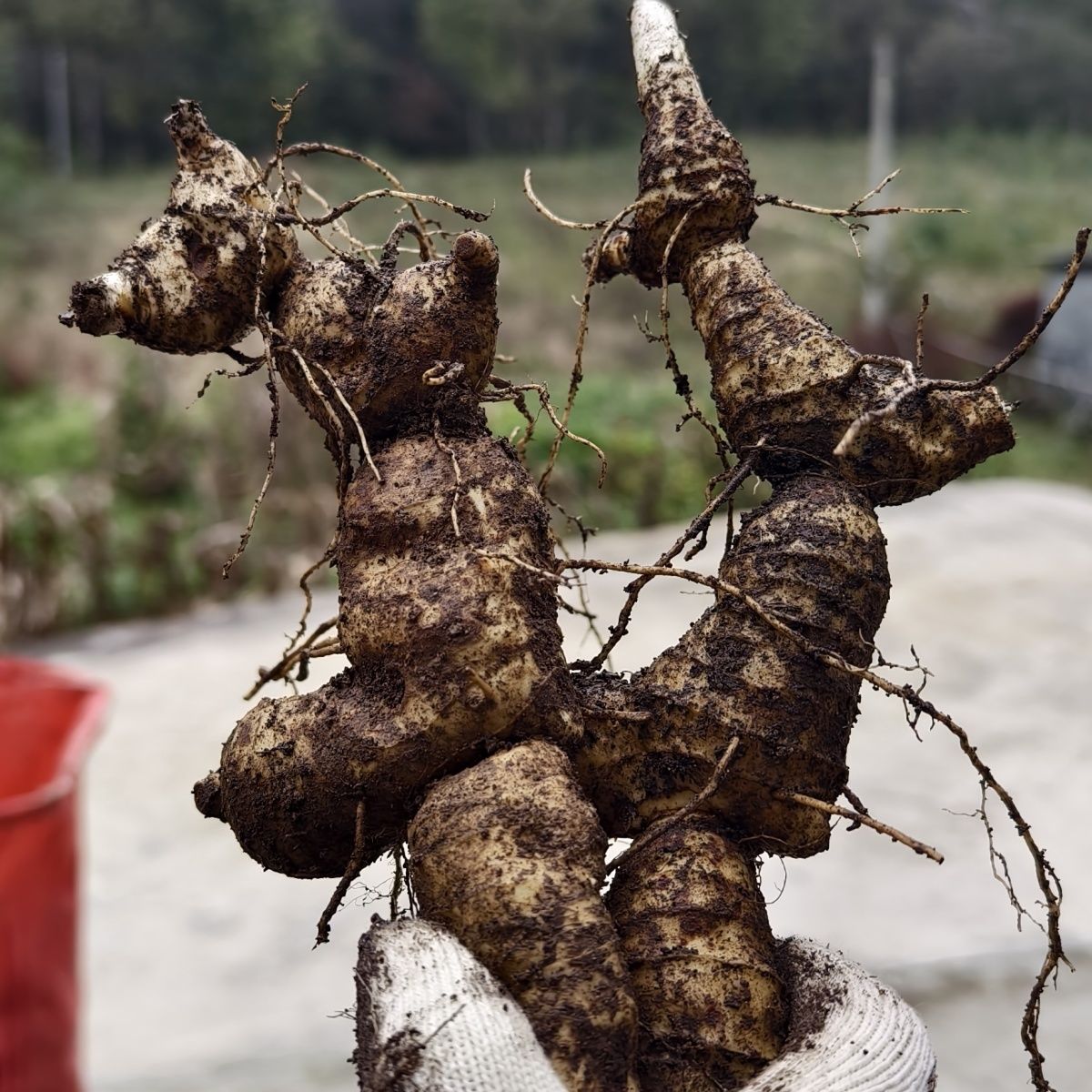 鸡头黄精伏牛山新鲜黄精九蒸九晒原材料中药材生黄精500克新货
