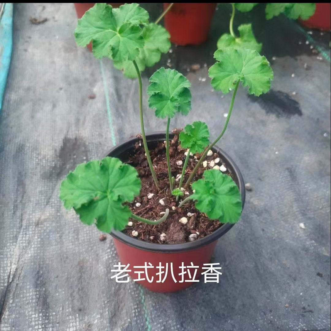 老式扒拉香香瓜味道天竺葵植物花卉