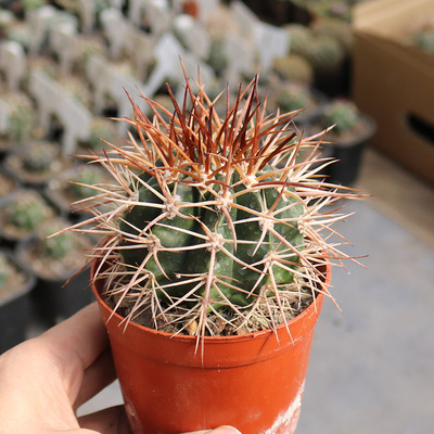 阳台庭院好养开花仙人球