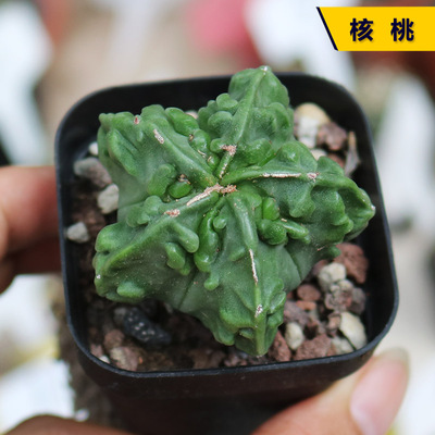 花田舍好养核桃鸾凤玉开花仙人球