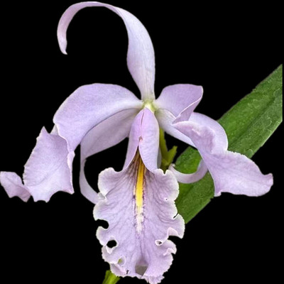 卡特兰原卡矮蓝马C. maxima var. coerulea 室内办公室花卉洋兰花