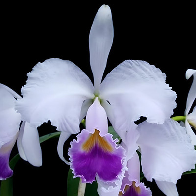 卡特兰原卡特里 Cattleya trianaei  coerulea   x sib室内洋兰