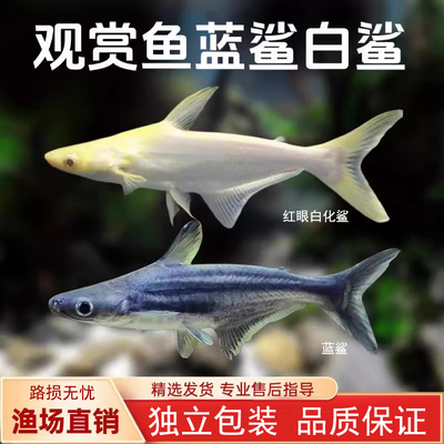 蓝鲨观赏鱼热带淡水鱼鲨鱼虎鲨群游鱼清道夫清洁鱼大型鱼龙鱼配鱼