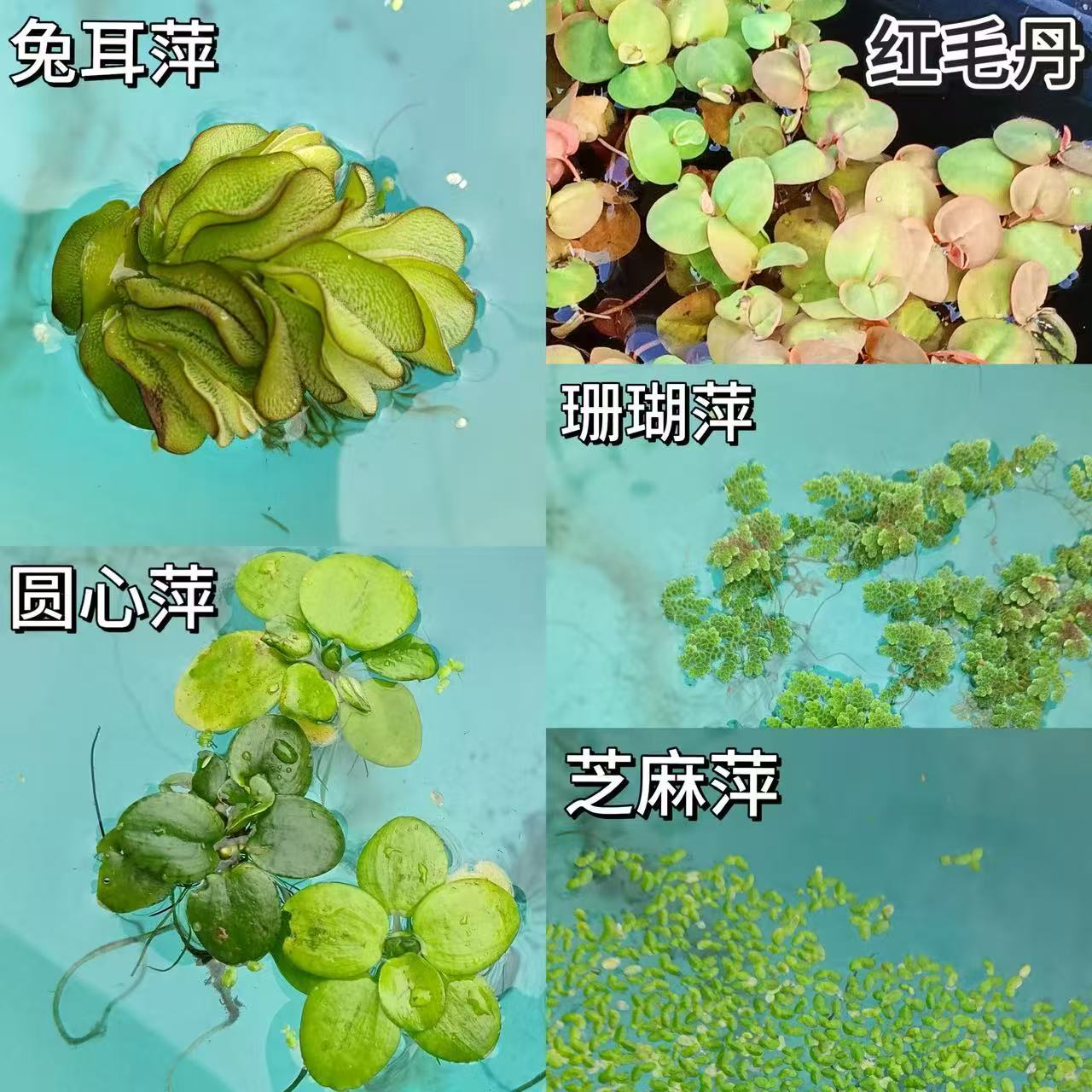 水草造景套餐红毛丹圆心萍兔耳萍芝麻萍新手易养淡水植物