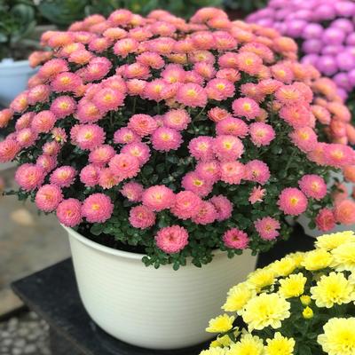 糖果球菊开花千头菊种子四季开花