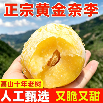 黄金奈李新鲜水果汝城文明翡翠李