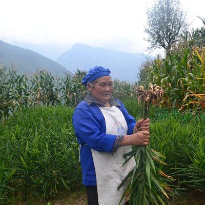 老品种小黄姜农家原生态现挖