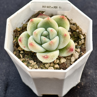 原生多肉植物实生播种包邮