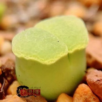 Pubescens PD3658 风铃玉 老巷里Cono