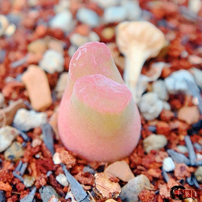 friedrichiae 13.5km N.Pofadder 风铃玉 老巷里Cono