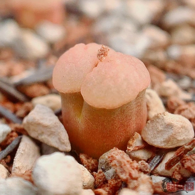 caroli 磁铁风铃玉 老巷里Cono