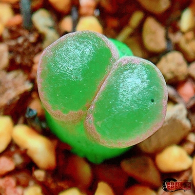 玉潭 lydiae Hybrid 风铃玉 老巷里Cono