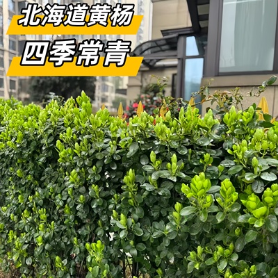 北海道黄杨工程篱笆树苗
