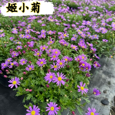 姬小菊盆栽带花苞玛格丽特花苗