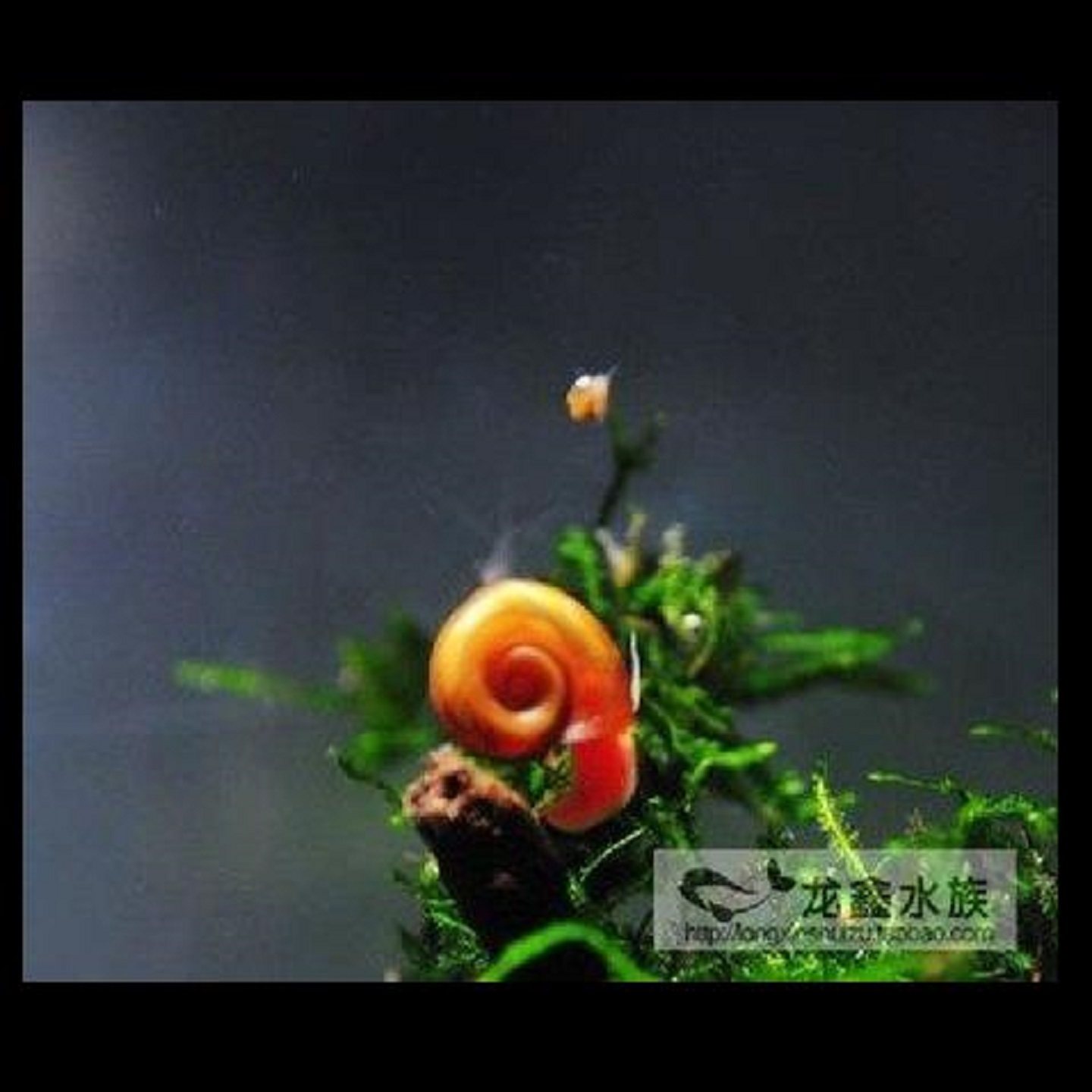 红苹果螺蓝粉苹果螺 观赏螺除藻螺工具螺不吃水草活体（小/大）