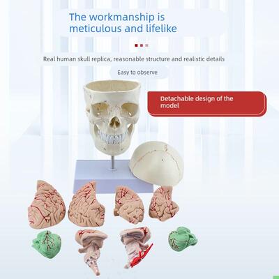人体头颅骨 大脑模型 神经科颅脑解剖 骨缝线头骨带颈椎及8部件脑