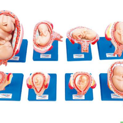 妊娠胚胎发育过程模型42005胎儿形成发育过程模型双胎子宫模型
