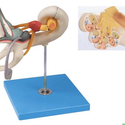 内耳迷路放大模型A17205/解剖模型
