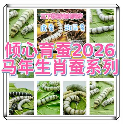 虎蚕蚕卵斑马蚕老虎蚕虎纹蚕稀有蚕宠物蚕观赏蚕马年生肖蚕