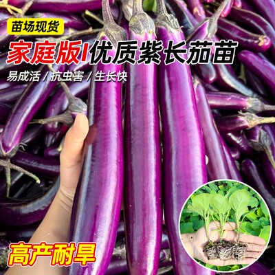正宗紫色长茄苗秧四季阳台盆栽高产圆茄绿茄线茄白茄高产抗病