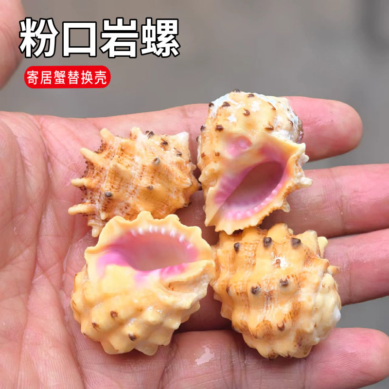 天然贝壳海螺粉口岩螺紫色白齿螺稀有标本螺鱼缸水族装饰拍摄道具