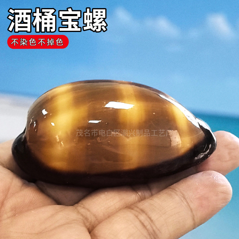 天然海螺贝壳酒桶宝螺收藏标本螺鱼缸水族造景装饰墙贴摆件珊瑚