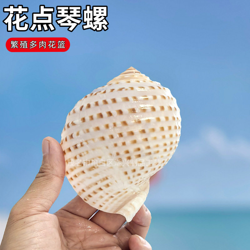 天然超大海螺贝壳花点琴螺鱼缸造景卷贝鱼繁殖壳多肉花盆礼物摆件