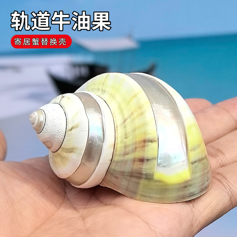 轨道牛油果螺中大号寄居蟹替换壳天然海螺贝壳鱼缸造景卷贝鱼装