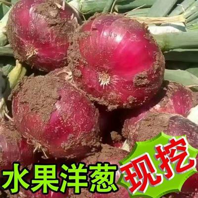 河南开封现挖新鲜红洋葱
