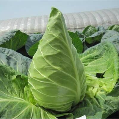 牛心甘蓝种子尖包菜卷心菜种籽春秋播包头菜庭院阳台蔬菜种孑