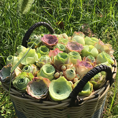 特价包邮酒杯群生多肉山地玫瑰粉