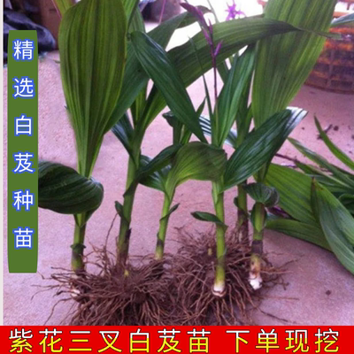 湖北蕲春产地直发紫花三叉白芨