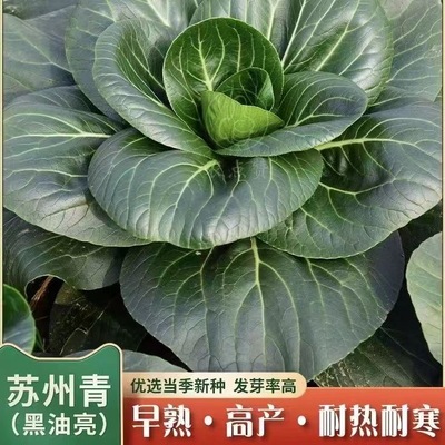 小青菜四季油菜种子上海青种籽蔬菜种籽孑冬天大全矮脚黑叶苏州青