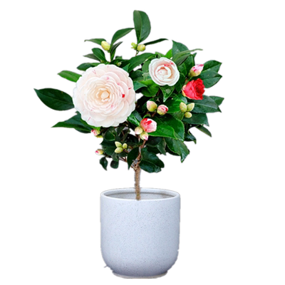 山茶花树苗福建龙岩名贵五色赤丹