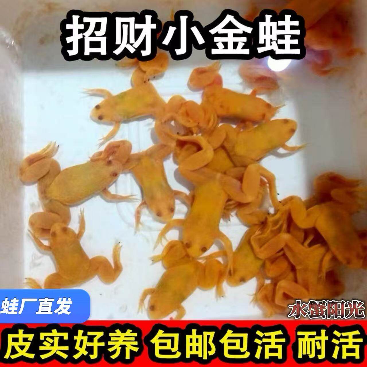 招财小金蛙活体水族宠物蛙厂直发皮实好养鱼缸宠物龙鱼饲料活体