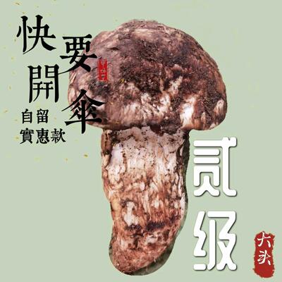 阿坝州小金新鲜松茸非云南松茸